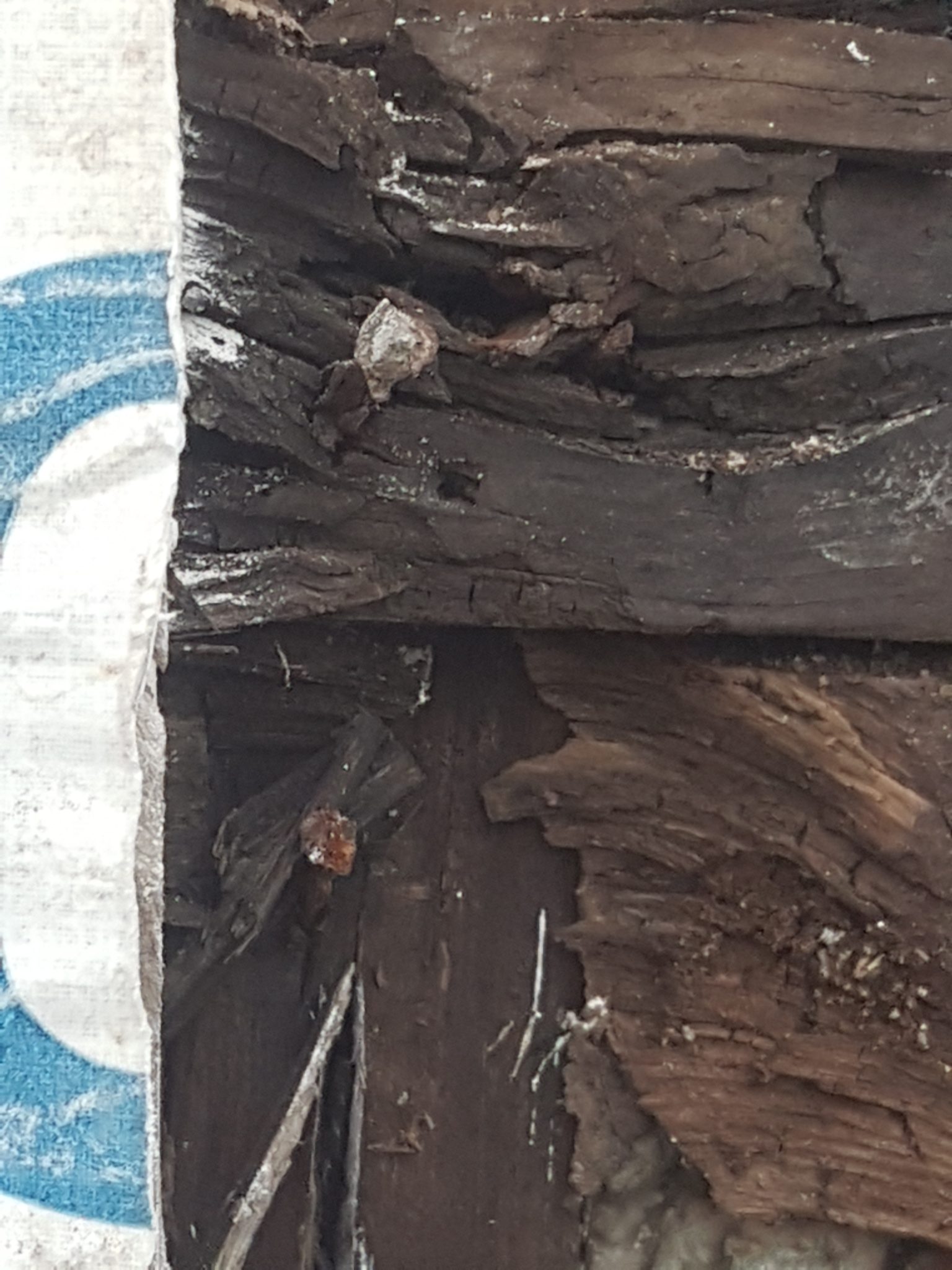 The Hidden Dangers: When Exterior Walls Hide Internal Rotten Structures